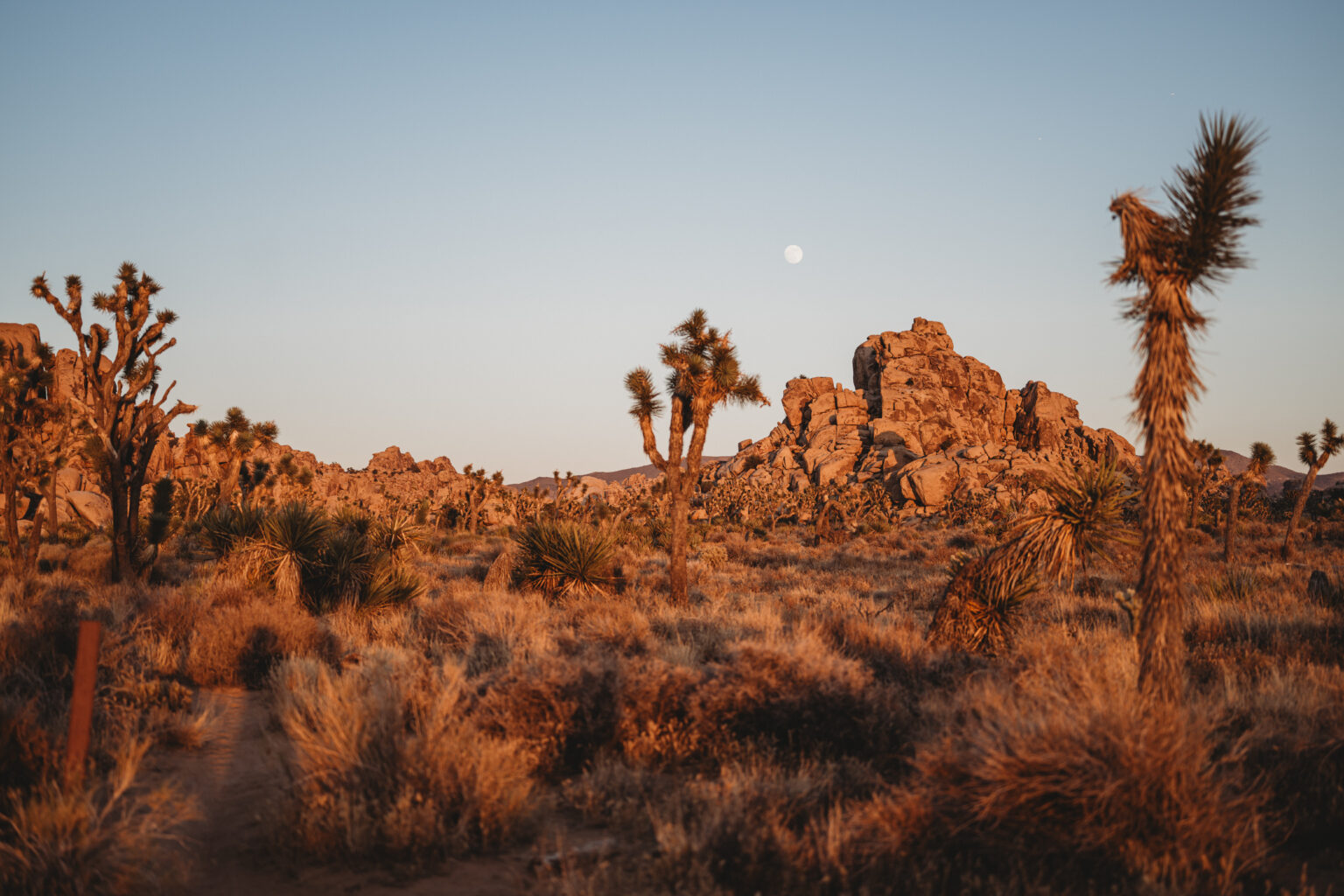 Joshua Tree Itinerary and Photography - katewaldiscreative.com